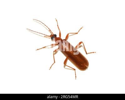 The fire-coloured beetle Dendroides concolor on white background Stock ...