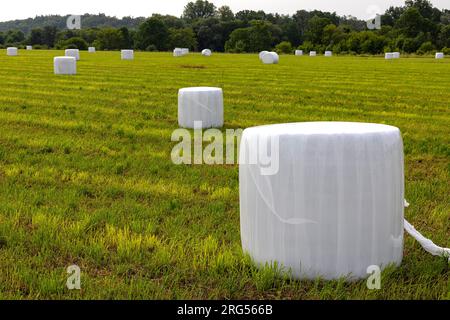 Plastic white Covered Hay Bales, Ontario Canada Stock Photo - Alamy