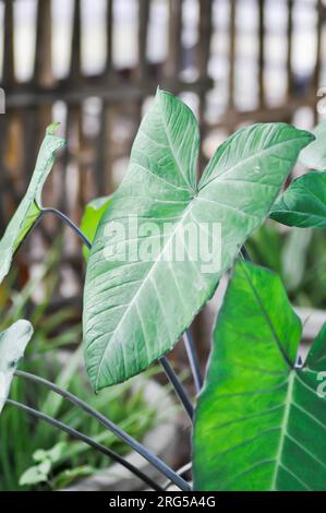 xanthosoma sagittifolium, malanga or xanthosoma or Colocasia plant ...