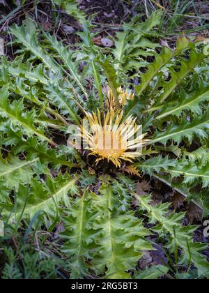 Closeup view of wild carline thistle or carlina acanthifolia flower bud ...