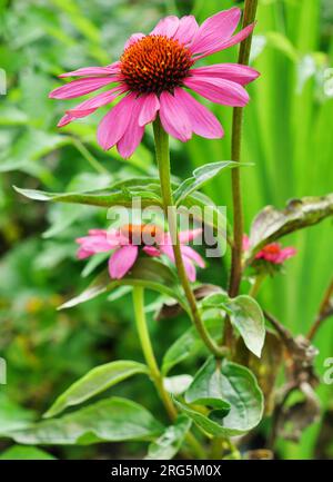 Echinacea purpurea Sensation Pink, purple coneflower Sensation Pink ...