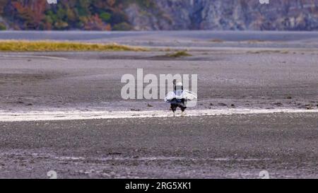 Chile, Patagonia - Glacier Condor Stock Photo - Alamy