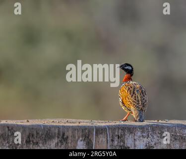 A closeup shot of a duck perched on a fence Stock Photo - Alamy