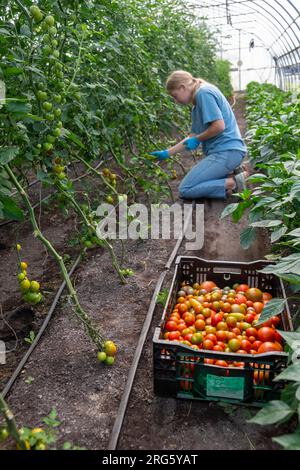 Ypsilanti, Michigan - Tomatoes are harvested at The Farm at Trinity ...