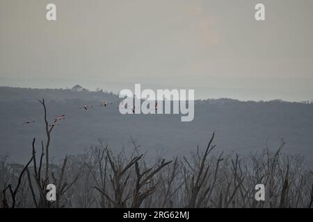 A pink flamingo flying over the trees on a sunny day in Mexico Stock ...