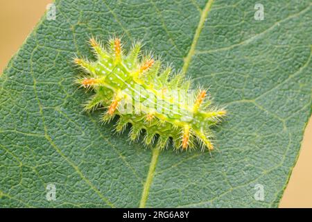 Euclea incisa, a slug caterpillar moth, larva (caterpillar Stock Photo ...