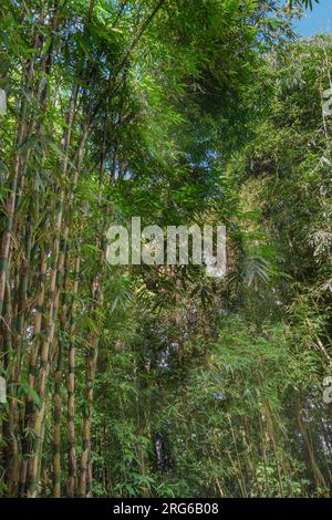 Bamboo Forest just north of Penglipuran Village, Bangli Regency, Bali ...