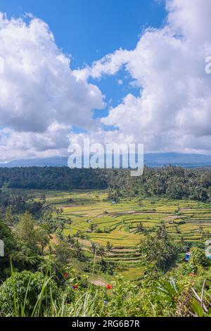 View of rice terraces, Rendang, Bali, Indonesia Stock Photo - Alamy