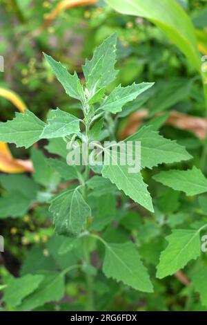 In nature, the field grows a orach (Chenopodium album Stock Photo - Alamy