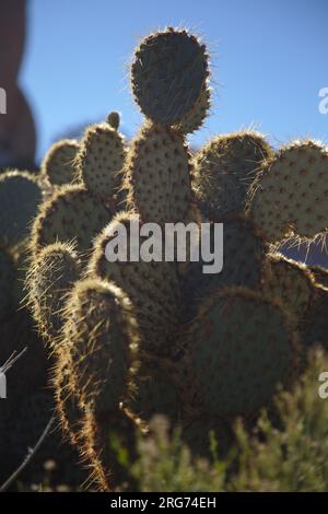 Pancake Prickly Pear Cactus (Opuntia chlorotica) Close-up in front of ...