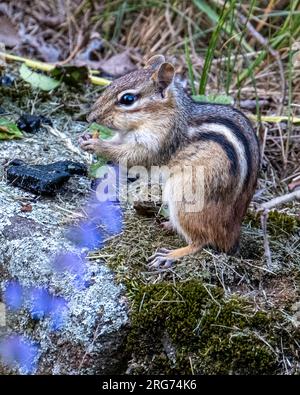 chipmunk eating seeds Stock Photo - Alamy