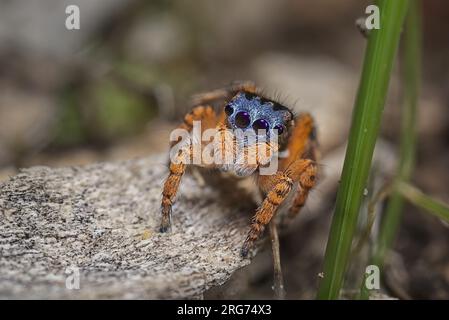 Peacock spider, Maratus banyowla in his breeding colours Stock Photo ...