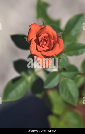 Miniature orange rose in bloom seen up close Stock Photo - Alamy