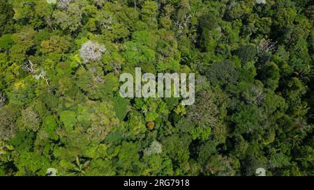 Amazon forests have large trees that provide oxygen to the world Stock ...