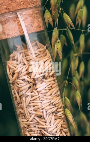 Sample of harvested common oat grain in plastic tube next to the ...