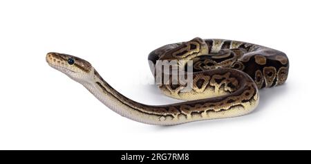 Two morphs of Ball Python aka Python Regius, tangled up and living as ...