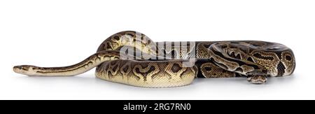 Two morphs of Ball Python aka Python Regius, tangled up and living as ...