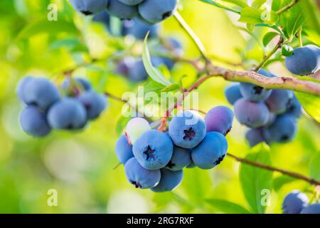 Close up of a blueberry bunch on a blueberry bush Stock Photo - Alamy