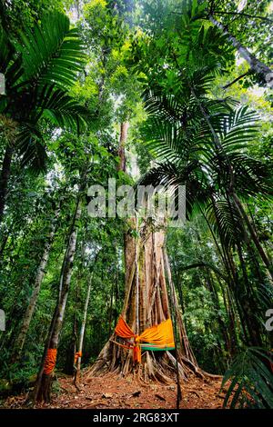 Sacred tall ficus tree in the rainforest of koh Kood island, Thailand ...