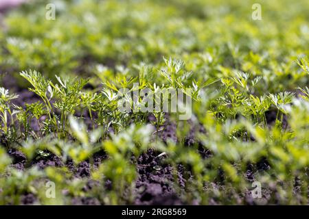 covered with young carrot plants after the rain, fields with cultivated ...