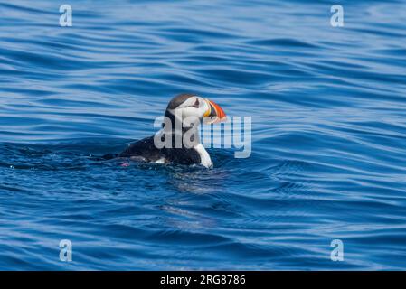 Cute North Atlantic puffin with bright breeding bill swimming in the ...