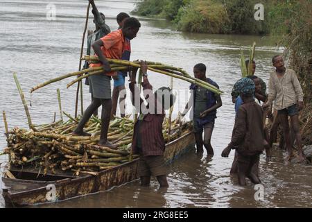 Farming sugar cane in Ethiopia Stock Photo - Alamy