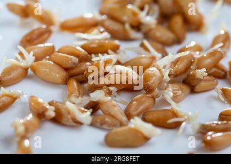 Sprouted wheat covered with mold and fungi, spoiled sprouted wheat that ...