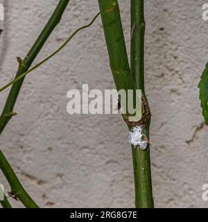 Mealy bugs on a rose stem and leaf. Cluster of mealy bugs (Icerya ...