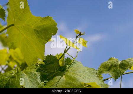 Green foliage of grapes in sunny windy weather, green foliage of grapes ...