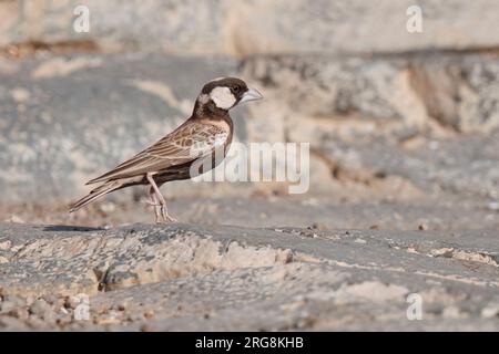 Grey-backed Sparrow-lark, Torra Conservancy, Palmwag, Namibia, March ...