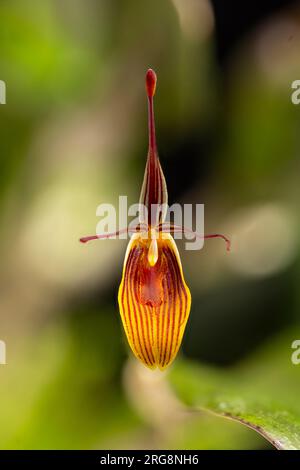 Restrepia brachypus, a cool-growing miniature orchid from northern ...