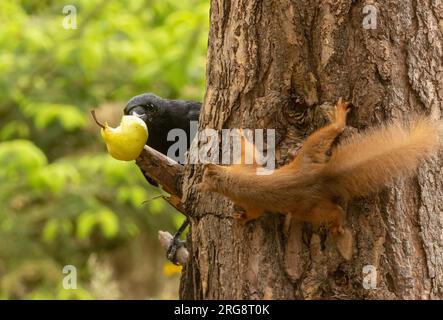 Crow eating a pear on the branch of a tree in the forest with a red ...