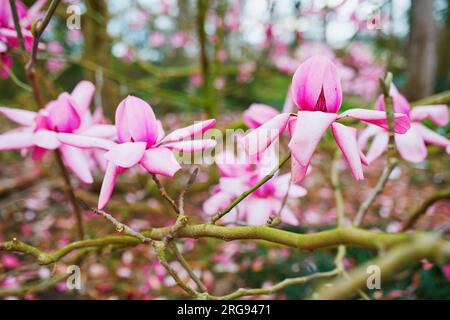 Giant pink magnolia in full bloom in Park Floral of Bois de Vincennes ...