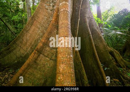 Brazil, Amazone, Tapajos National Park A tourist guide is telling about ...