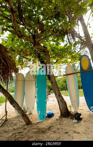 Costa rica beach surf lesson boards Stock Photo - Alamy