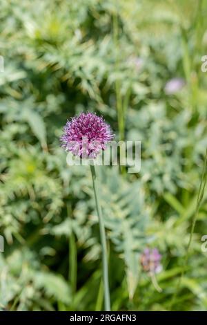 A vertical shot of Allium sphaerocephalon in a field on a sunny day ...