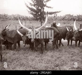East Africa - Uganda inoculation campaign by British against tsetse fly ...