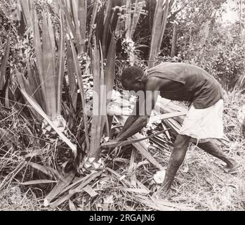 1940s East Africa - Uganda - cutting sugar cane Lugasi plantation ...