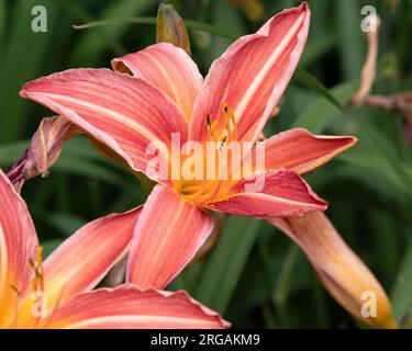 Hemerocallis 'Neyron Rose' Stock Photo - Alamy