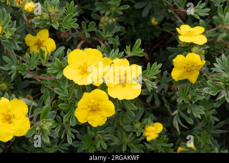 Yellow Potentilla Fruticosa 'Goldstar' (Shrubby Cinquefoil) Flower ...