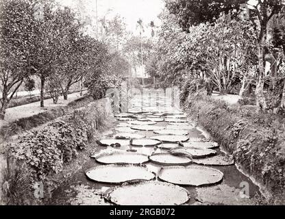 Buitenzorg (Bogor), Java / Indonesia (?): Botanical Garden with exotic ...