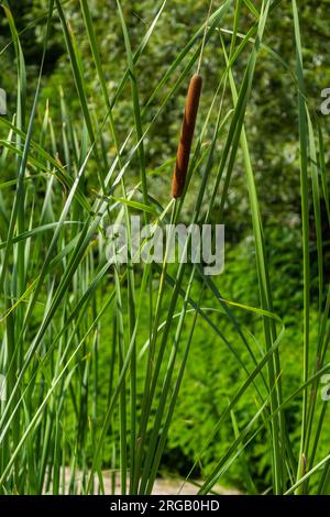 Reed mace plant also known as cat - tail, bulrush, swamp sausage, punks ...