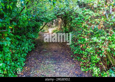 A trail along the Moclips River in Wasington State Stock Photo - Alamy