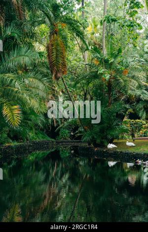 Jardim Botanico Antonio Borges. Tranquil botanical garden in Azores ...