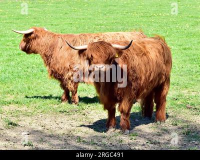 The impressive stature of the breeding bull in Scottish Highland cattle ...