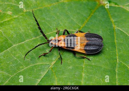 Reticulated Net-winged Beetle (Calopteron reticulatum) Insecta Stock ...