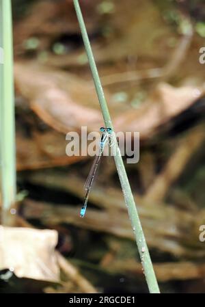 Scarce blue-tailed damselfly, Kleine Pechlibelle, agrion nain, Ischnura ...