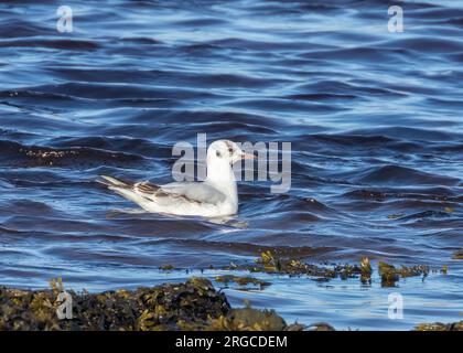 Little gull, small whiter gull rare to see close up in the sea Stock ...