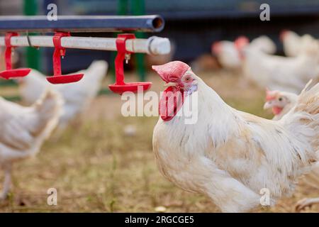 chicken drinking water from a drinker at chicken eco farm, free range ...
