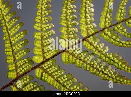 Macro view of underside of the frond of an autumn fern (Dryopteris ...